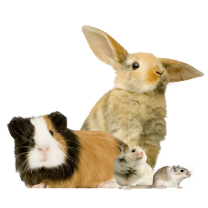 Benson’s: Where It's All About The Pets! – Benson's Pet Center